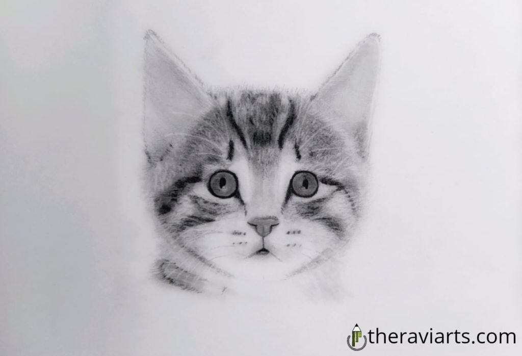 how to draw a cat step by step for beginners Archives » The Ravi arts